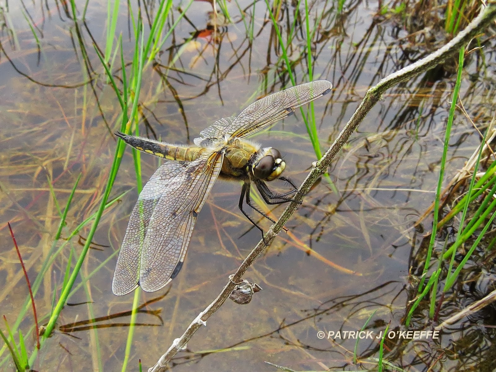Raw Birds: FOUR SPOTTED CHASER DRAGONFLY Libellula quadrimaculata Irish ...