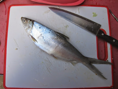 6 Easy Steps How to Fillet a Milkfish Yourself - Milkfish Supplier ...
