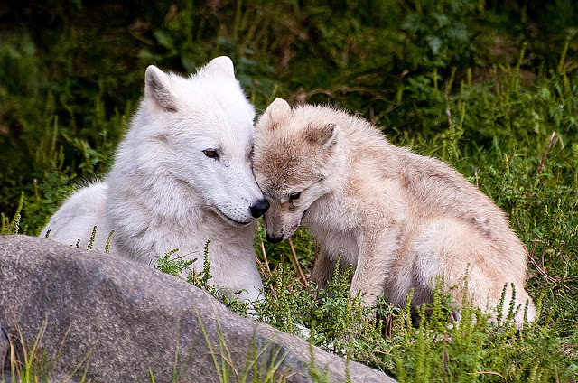 White Wolf : Stunning Images Showcase the Cuteness of Fluffy Arctic ...