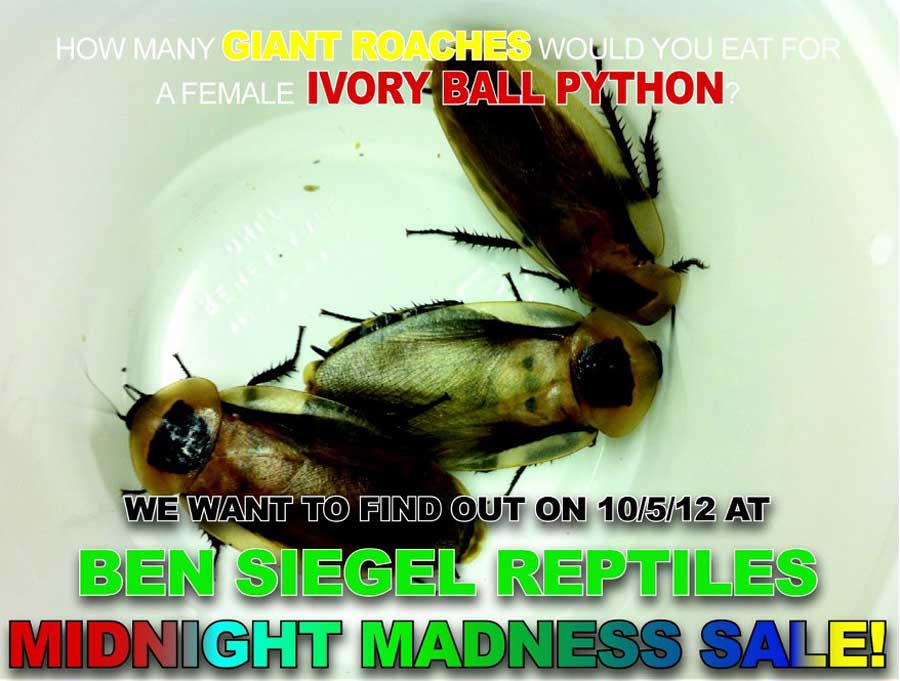 Nothing To Do With Arbroath: Man died after winning live cockroach ...