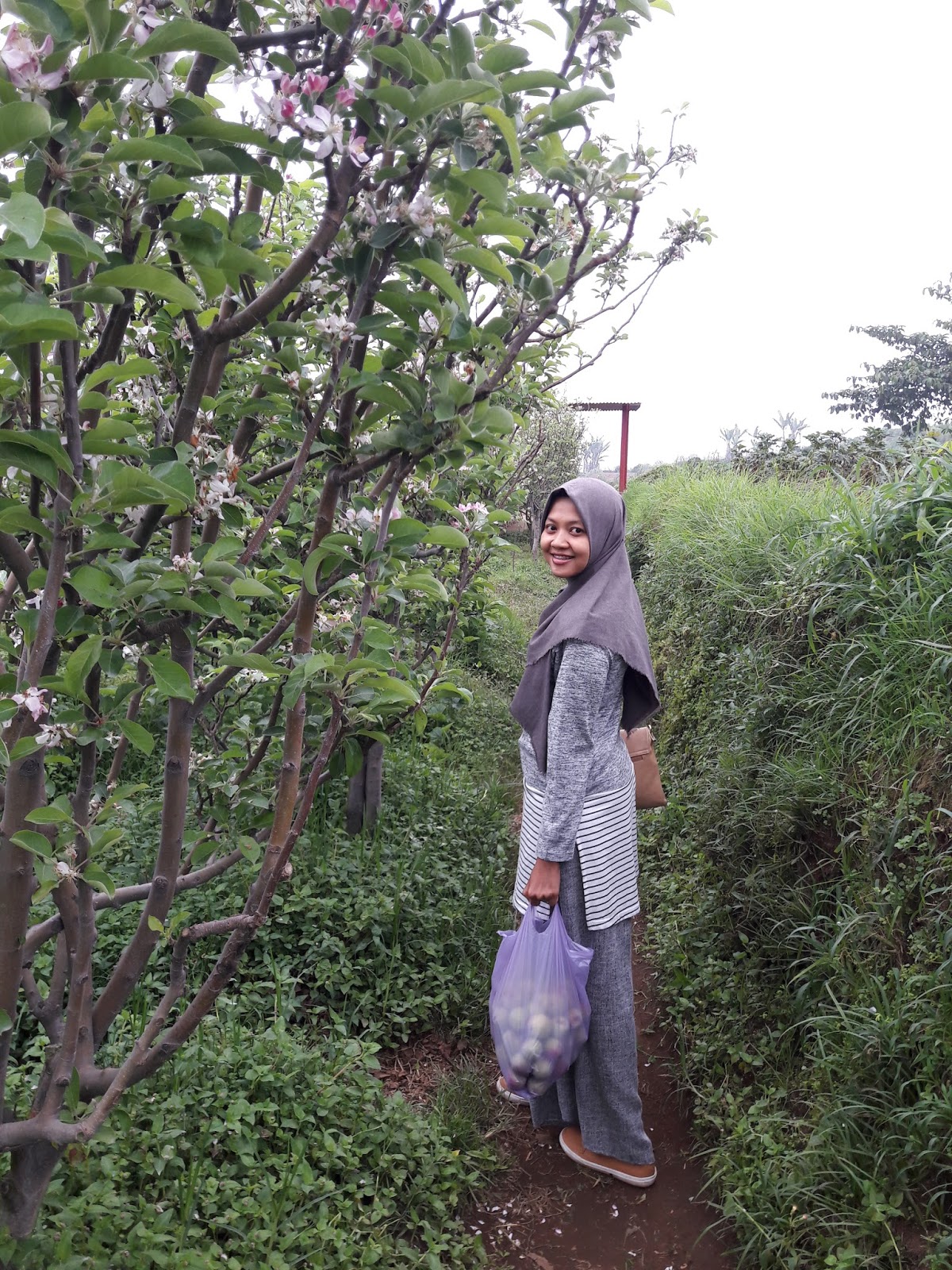 Mendadak Panen di Wisata Petik Apel - Batu, Malang! - Meykke Santoso