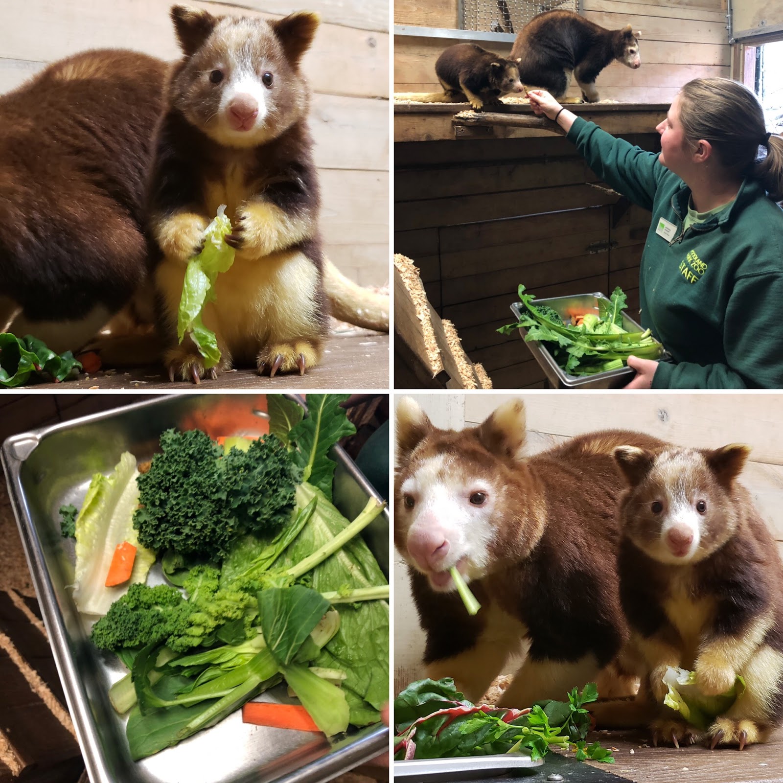 Tree Kangaroo Eating