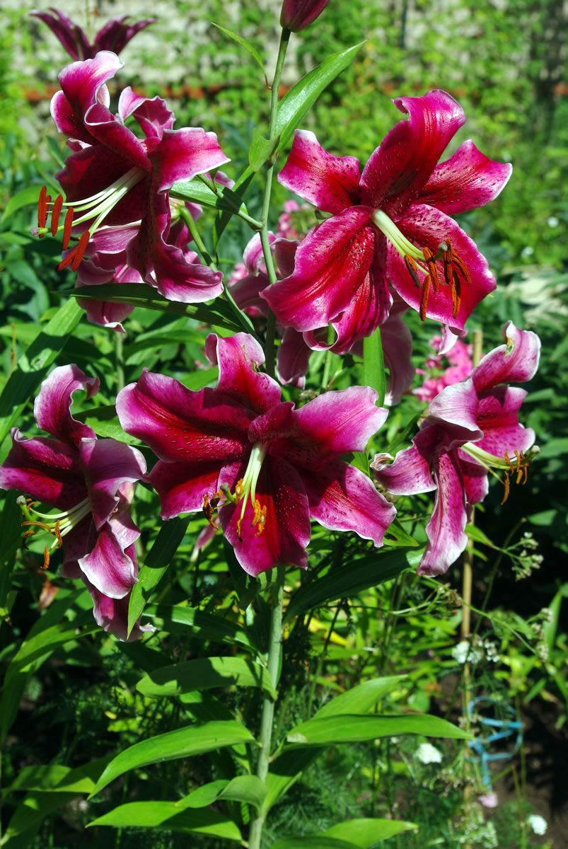 Lilium Corvara 'Rio Negro'