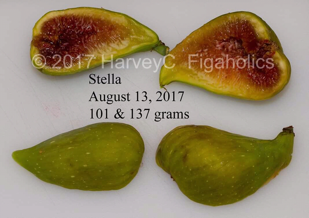 Stella Fig - Var Tin