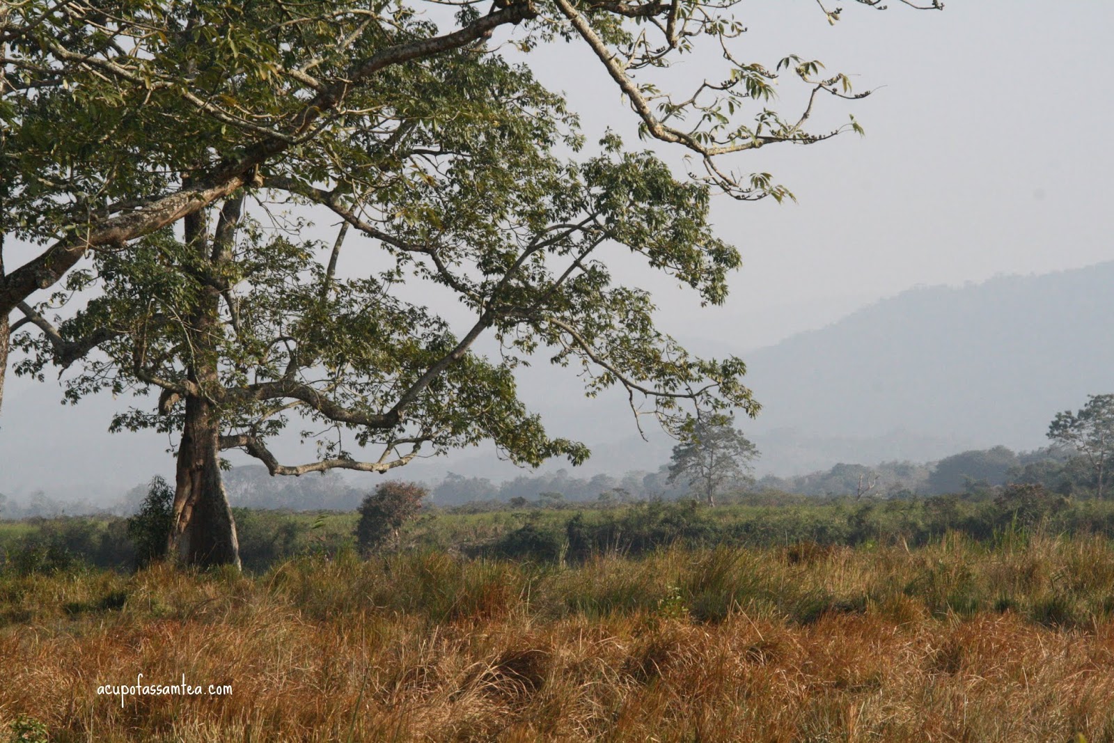 A visual walk with flora and fauna of Assam