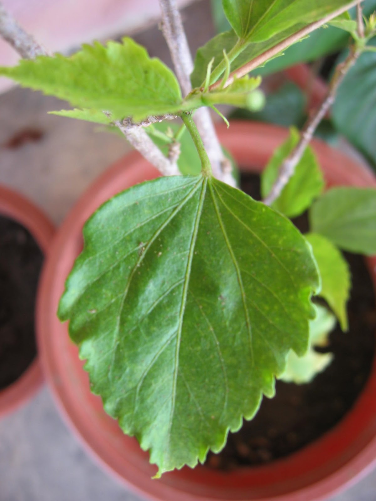 Pembelajaran Sains Tumbuhan Melalui Internet: CIRI 3 : BENTUK DAUN