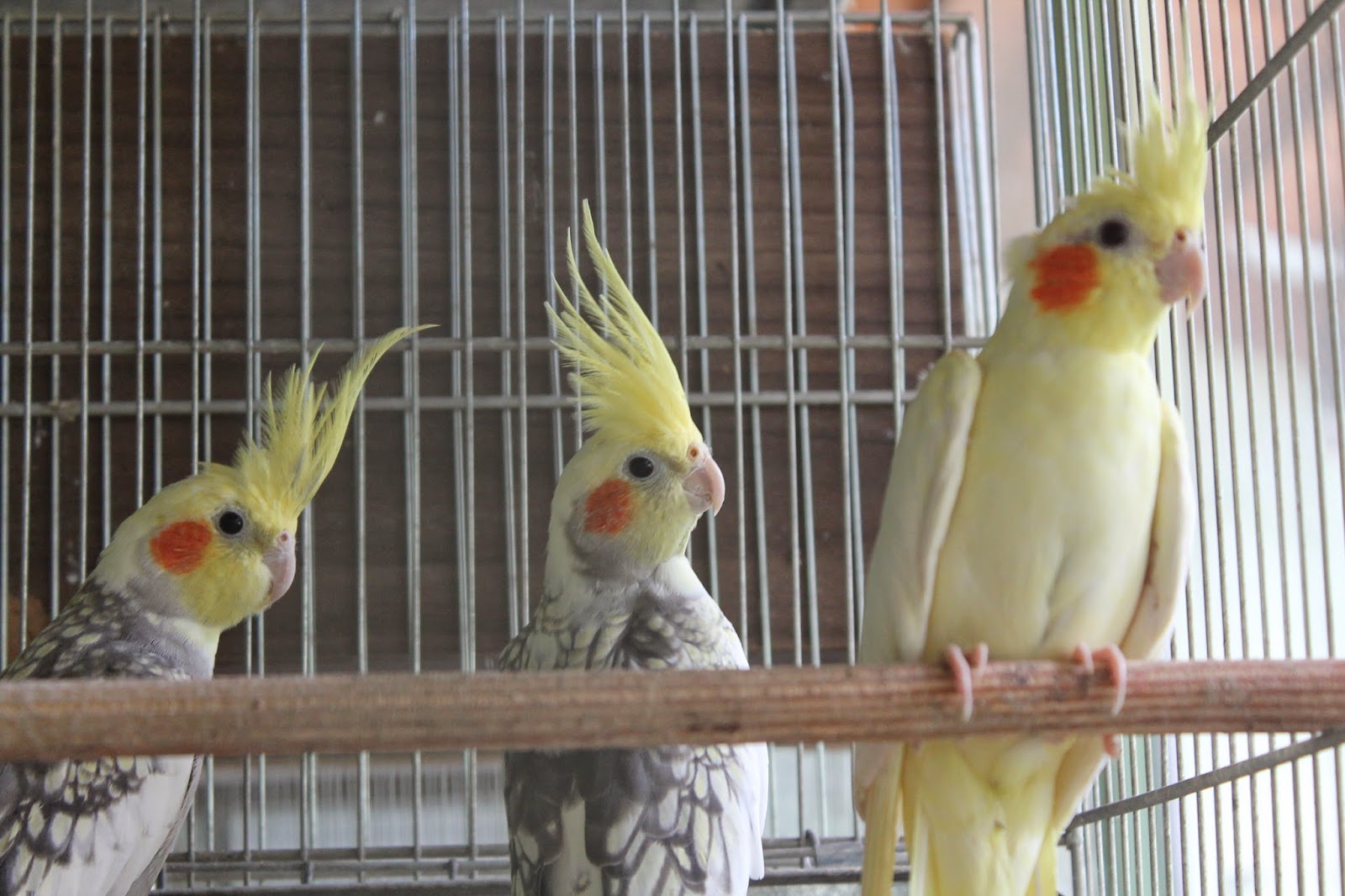 FOTOS: Calopsitas ~ Pássaros do Portuga