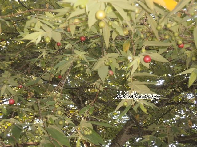 KAKCIK SEROJA: Buah Ceri...