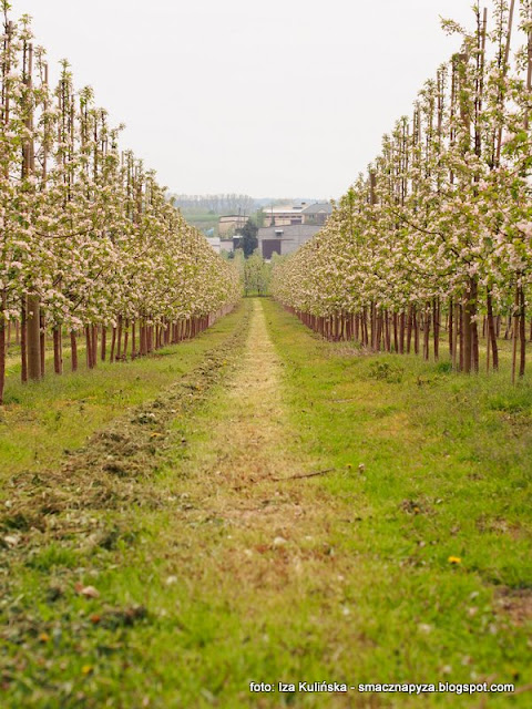 Ciasto kakaowe z całymi jabłkami i wycieczka do sadu | Smaczna Pyza