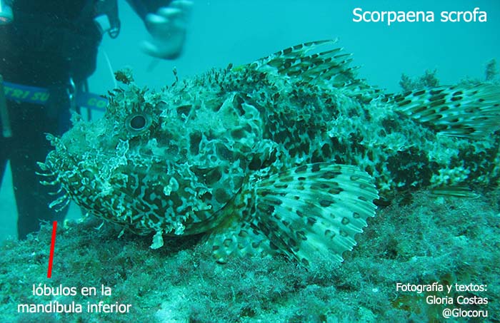 La caretta y el pez luna: Cómo distinguir las principales especies de ...