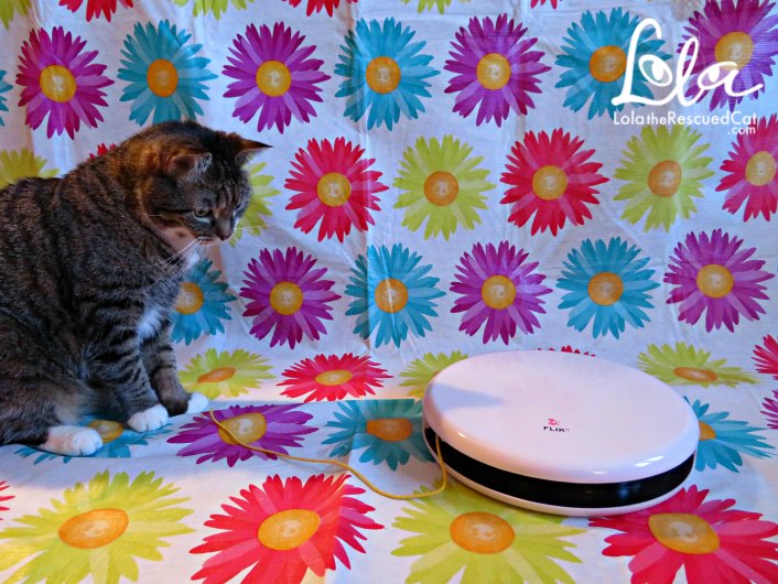 Frolicat Flik Interactive Cat Toy is Tons of Fun! #ChewyInfluencer ...