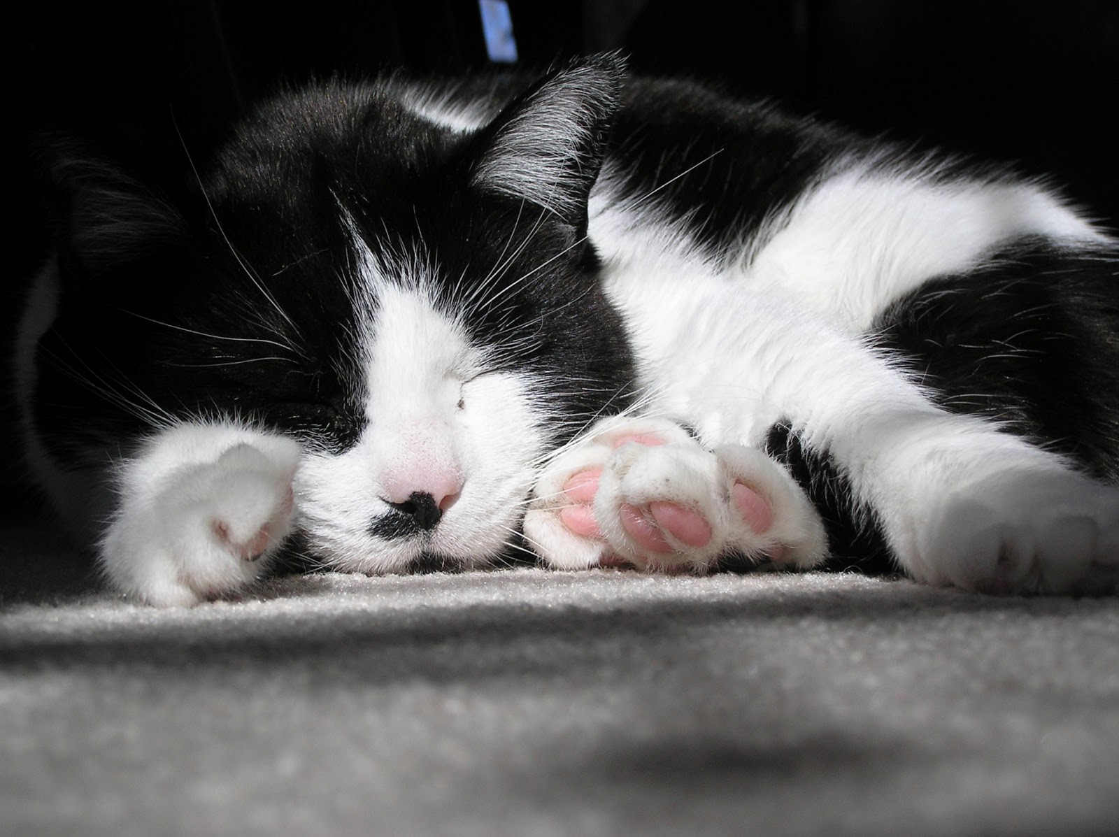 Splendid Little Stars: cats...sleeping pose expertise
