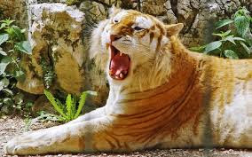 Liger - Meet the Largest Big Cat. : Hybrid animals that are hard to ...