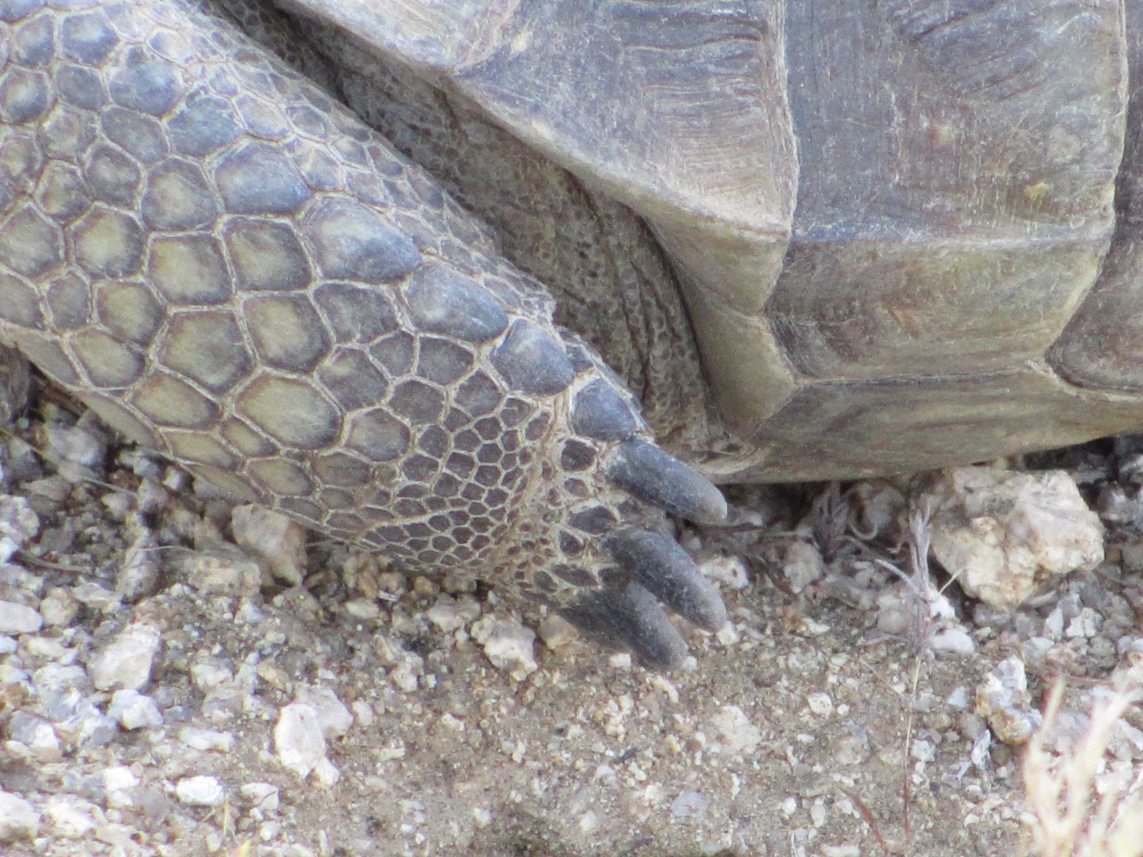 Cannundrums: Desert Tortoise II