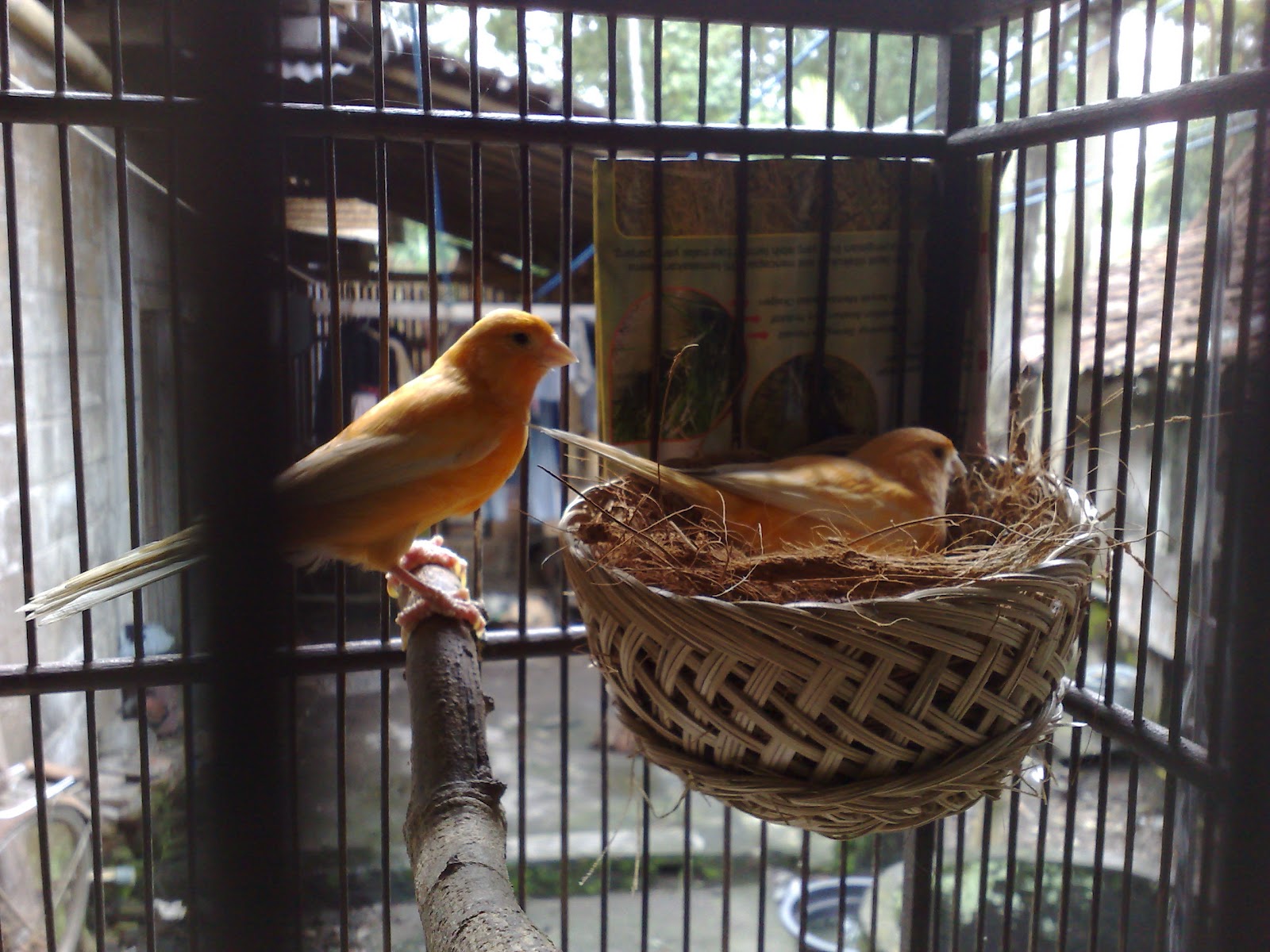 Koleksi Unik 86: Jual Kenari warna Orange Jenis Holland / AF lokasi ...