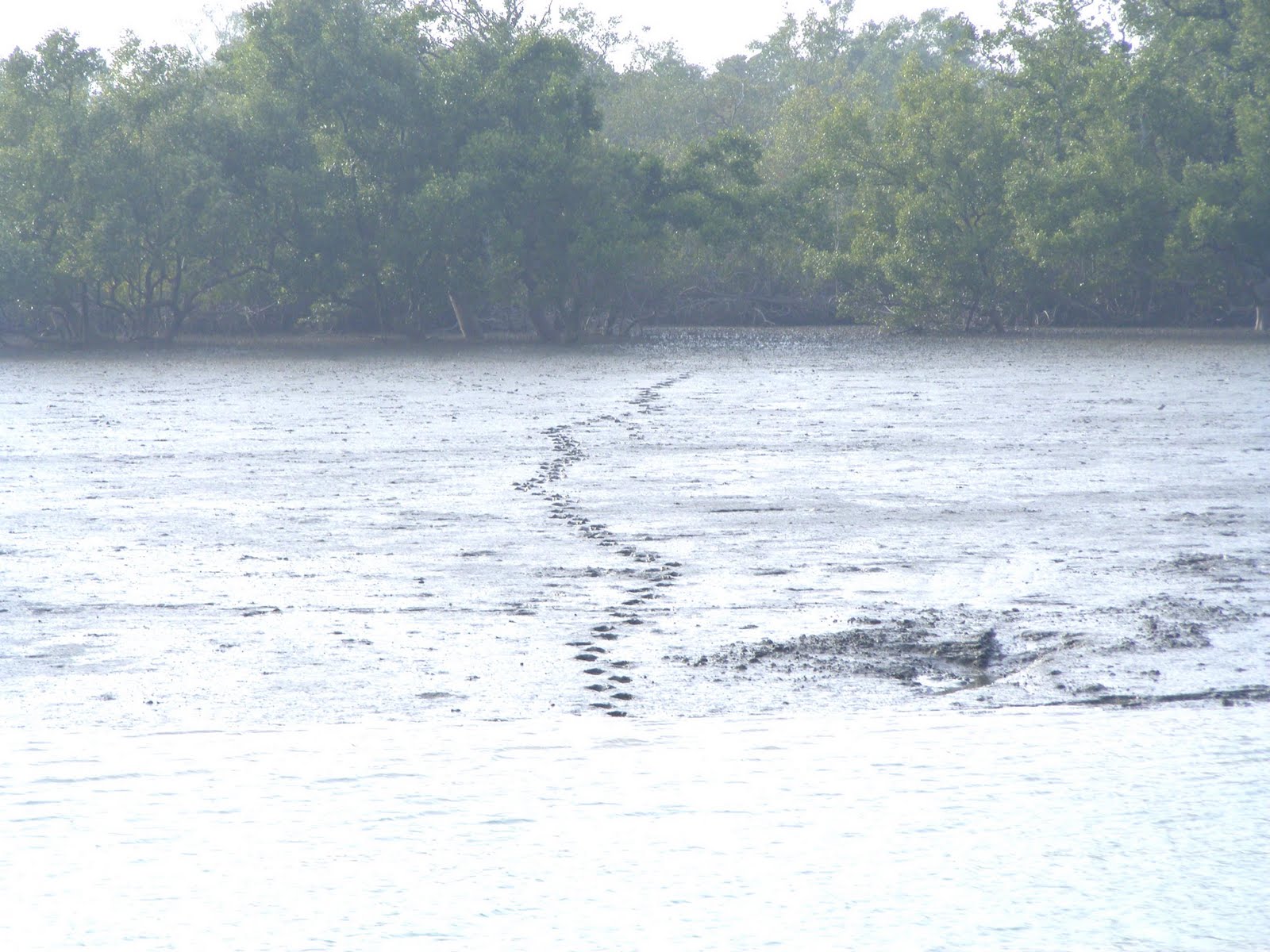 Just About Everything: Sunderbans, West Bengal, India