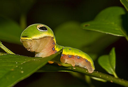 enjoy: 10 cute insects (10 photos)