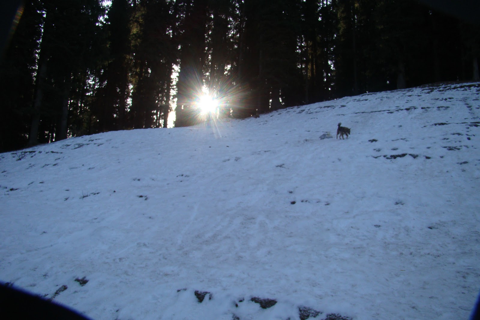 Must Visit Himalayas...: Narkanda,Shimla (HP) - One of the oldest Skii ...