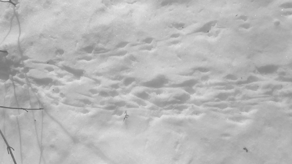 Lake Wicwas Nature Journal: March 17, 2019: The Subnivean Zone