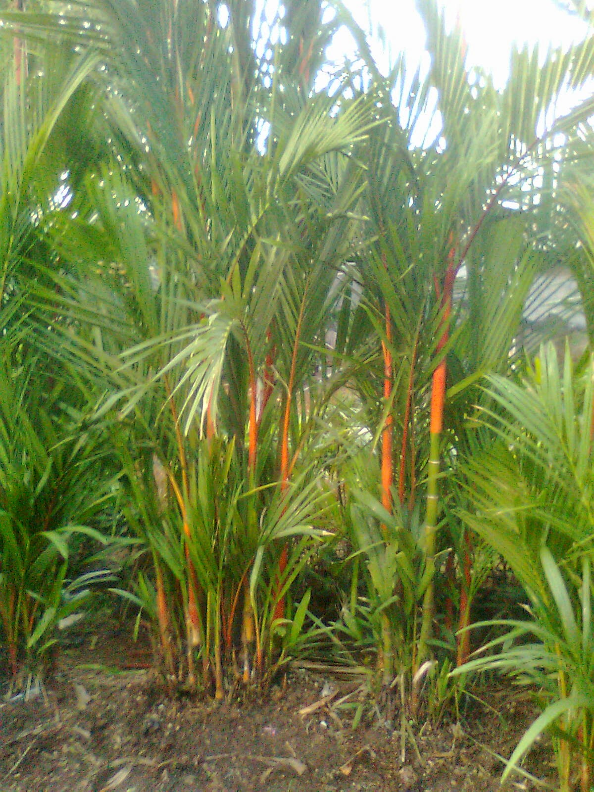 Tanaman Hias Dan Pohon Pelindung: POHON PALEM MERAH/POHON PINANG MERAH