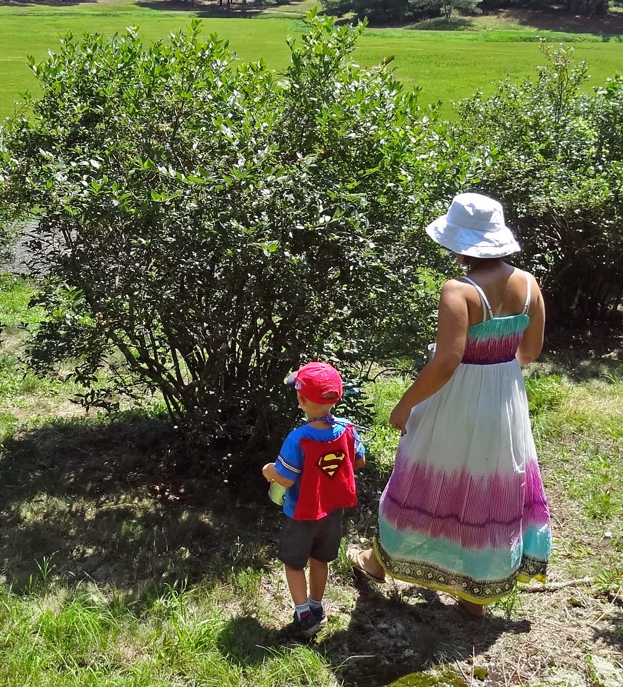 Joe's Retirement Blog: Blueberry Picking, Plymouth, Massachusetts, USA