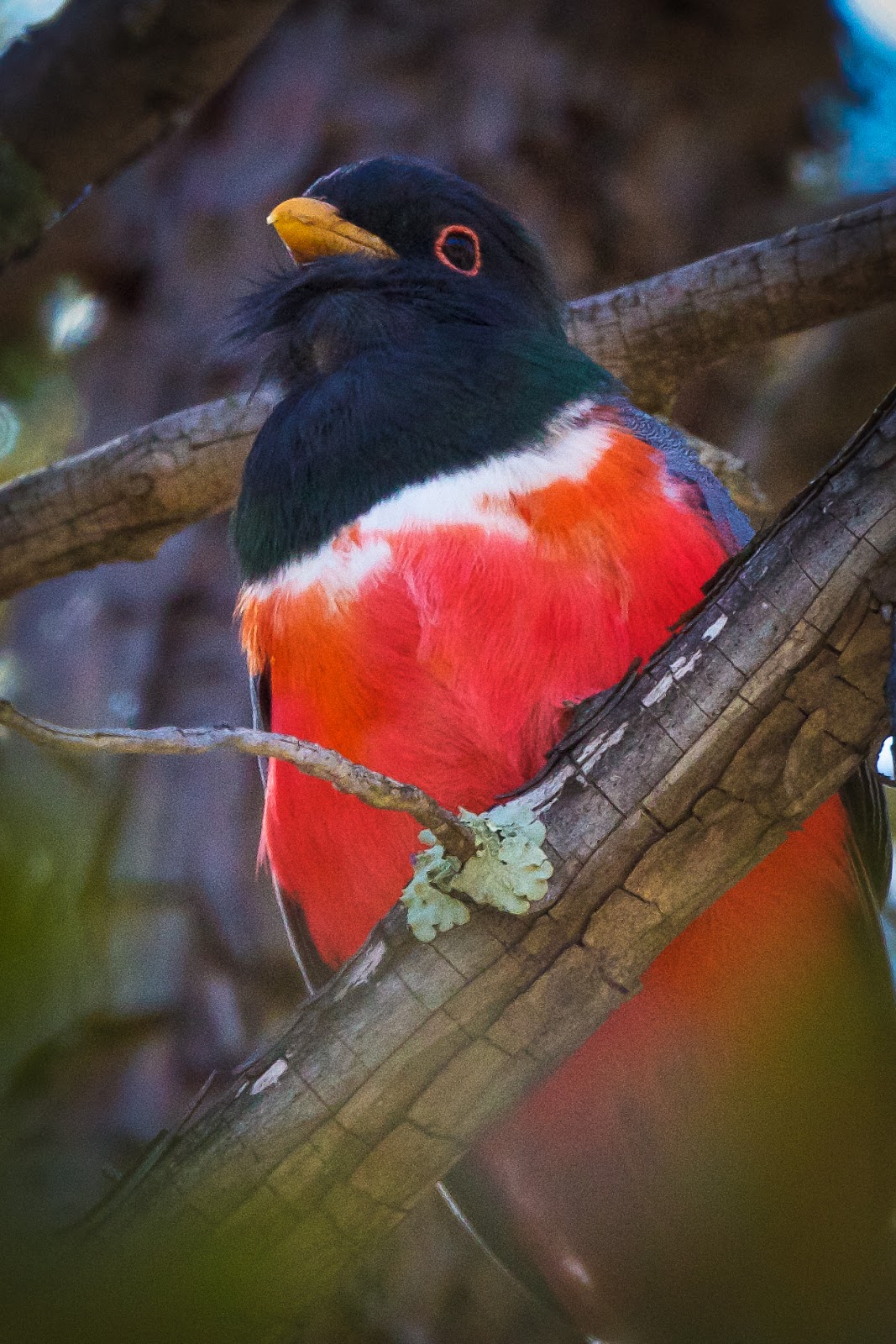 Feather Tailed Stories: Elegant Trogon