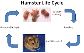 Exploring Science Wonderland: Hamster Life Cycle