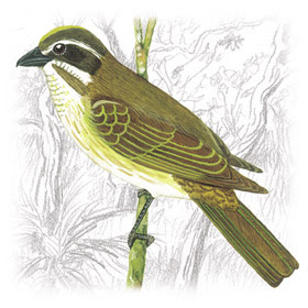 Bem-Te-Vi, Espécies de Bem-Te-Vis do Brasil