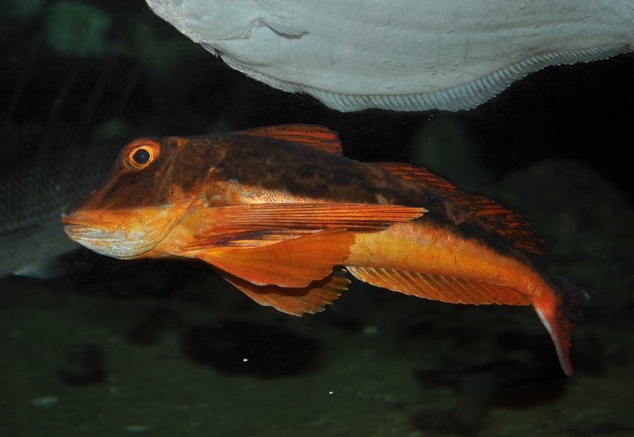 ZOOTOGRAFIANDO (6.096 ANIMALS): septiembre 2014