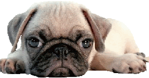 Pieseczki mireczki: Animowane gify i obrazki - Psy mopsy