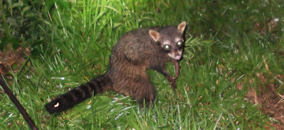 Cultura Guaraní: Aguará Popé u osito lavador