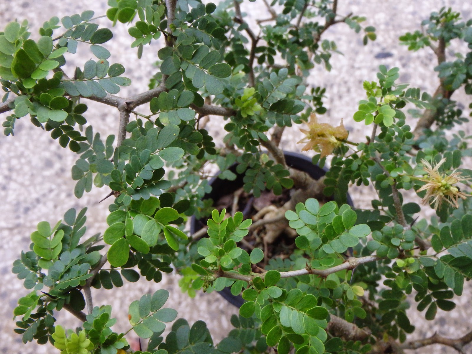 Flora de Puerto Rico Ilustrada Papo Vives: Mimosoideae PITECELLOBIUM ...