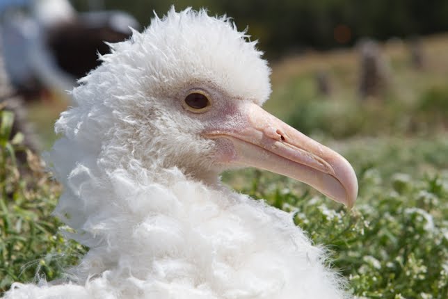 White Wolf : Adorable Albino Albatross Chicks Born On Midway (Pictures)