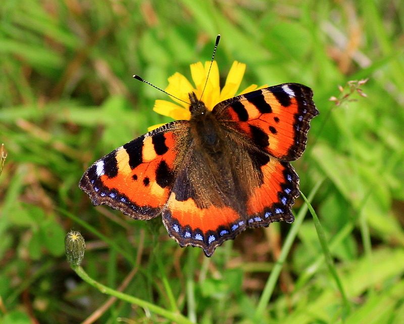 Med egne øyne: Sommerfugl