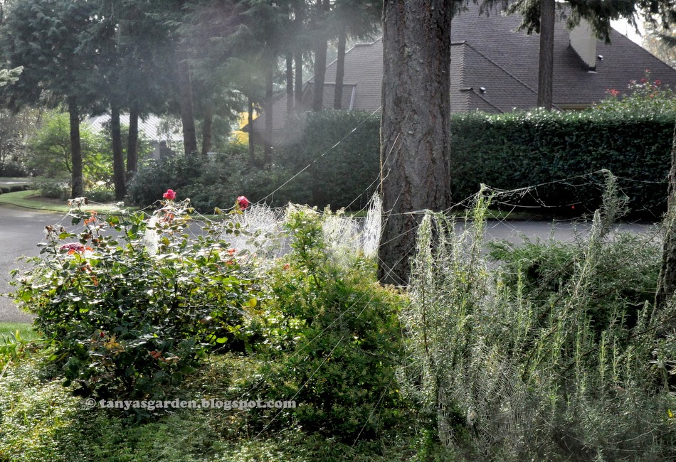 MySecretGarden: Beautiful Traps. Wordless Wednesday