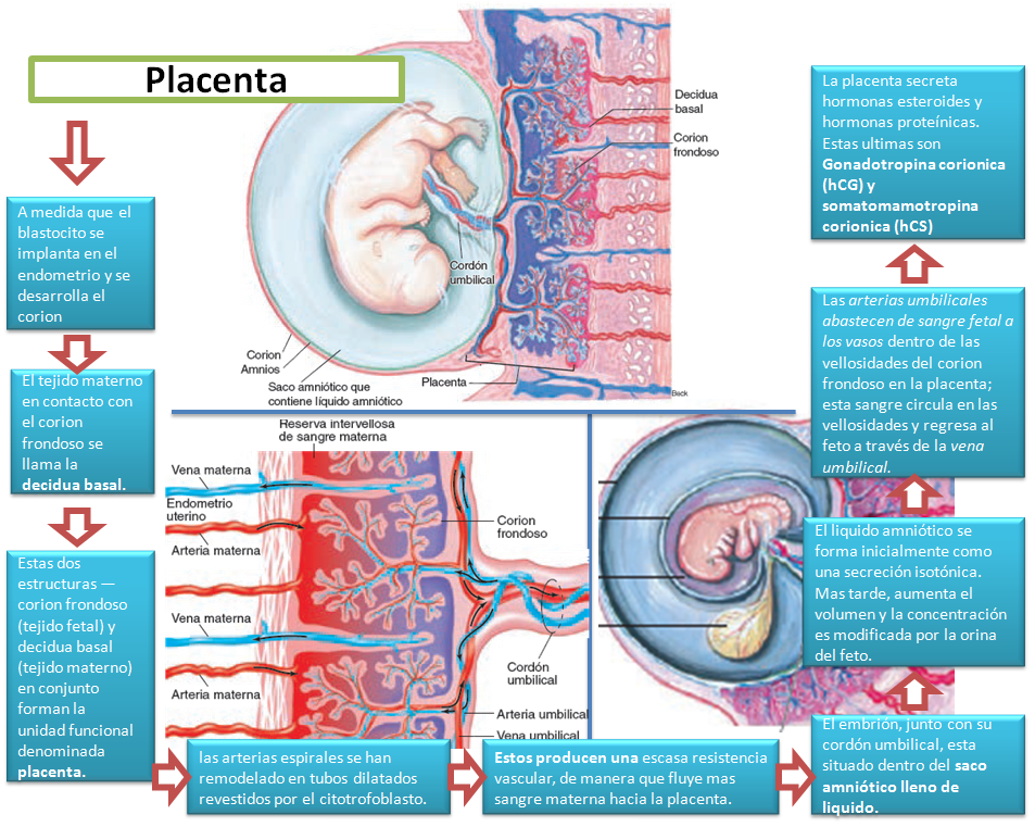 Víctor Manuel Martínez Beltrán grupo 5: Placenta