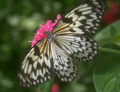 FORESTRY - LEARNING: Definition of Territoriality