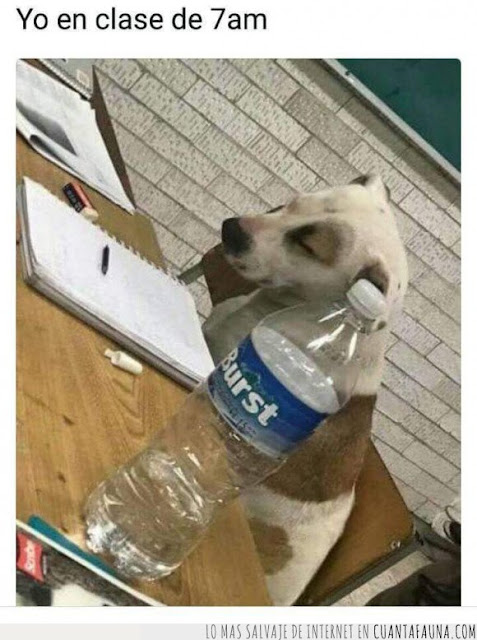 Memes de perros 🐶