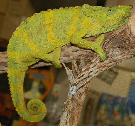 Meller's Chameleon | Few Interesting Facts | The Wildlife