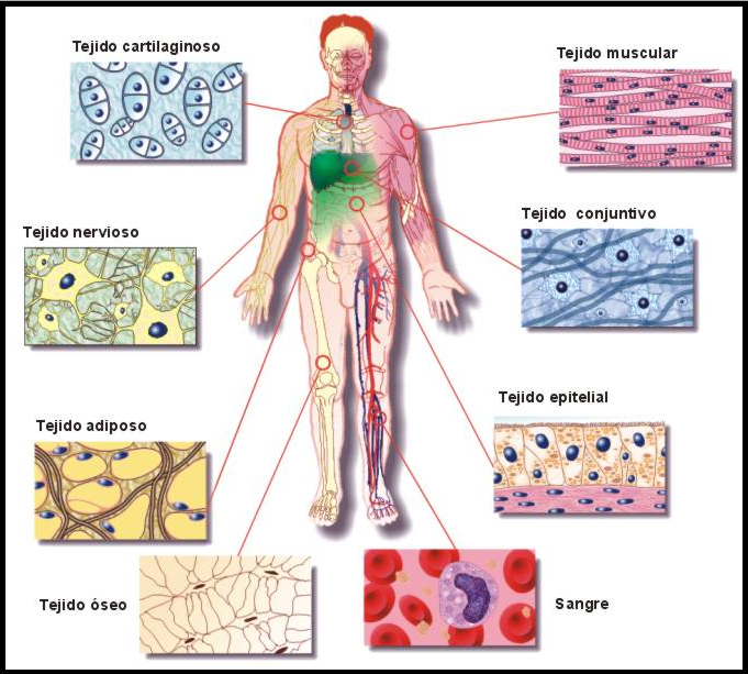 Tejidos animales 2 - Tejido Conectivo - Banco de Preguntas de Biología