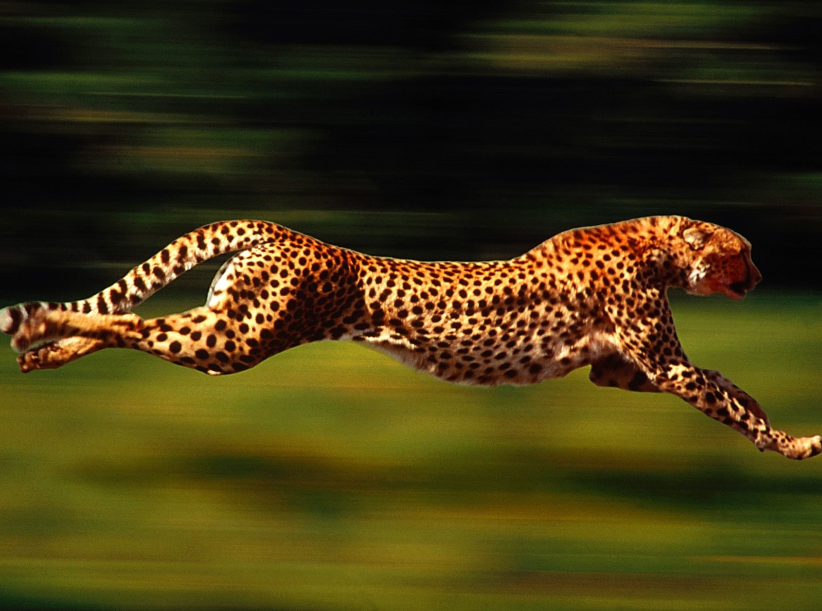 Cheetah Backgrounds - HD Desktop Wallpapers