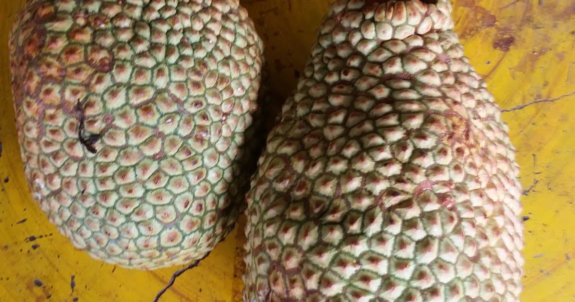 Warisan Petani: Buah Cempedak Durian