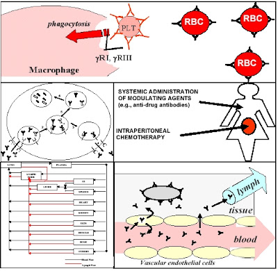 ANONYMOUS-X ©2011: Immune thrombocytopenic purpura (ITP) and its ...