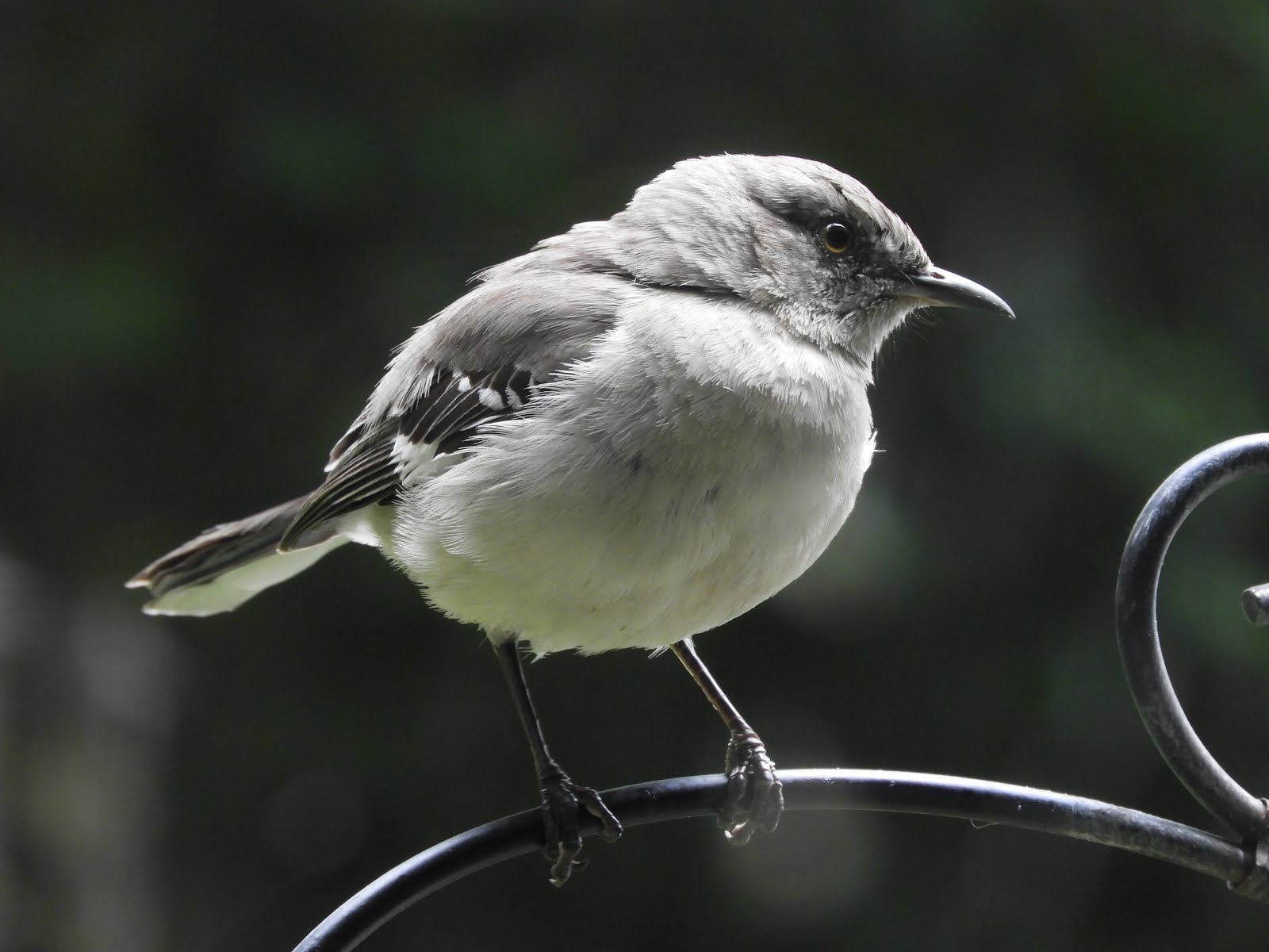 It's All About Purple: Mockingbird...