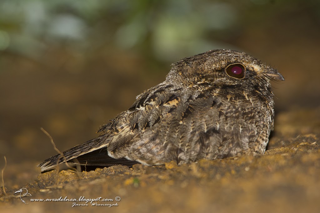 Aves del Nea: Atajacaminos ala negra (Sickle-winged Nightjar ...