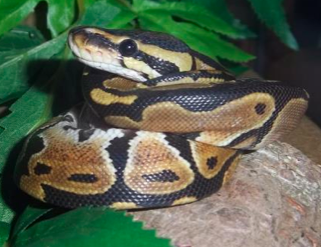 Biology of the Reptilia: March 2012