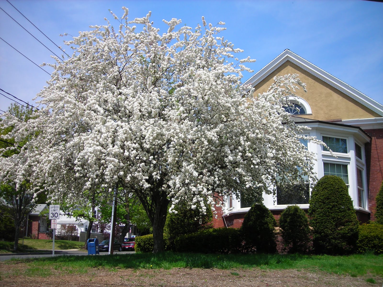 Western Mass. Library Advocates One-Blog: Building a Library With Flowers