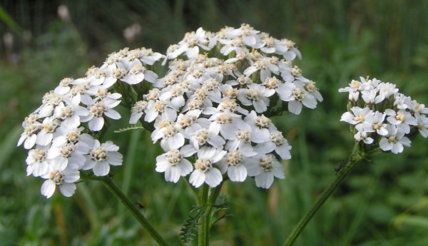 Stolisnik – Biljna Ljekarna