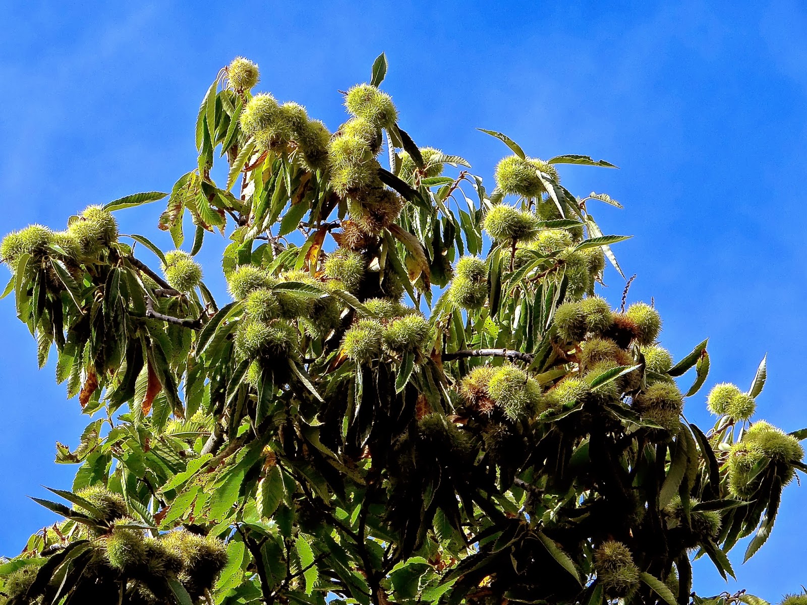 Sant Llorenç del Munt: El castanyer del Coll d'Estenalles, la gran ...