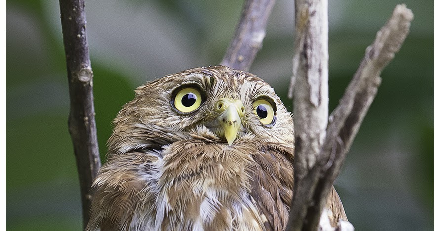 Azuero's Painted Parakeet (Pyrrhura eisenmanni)
